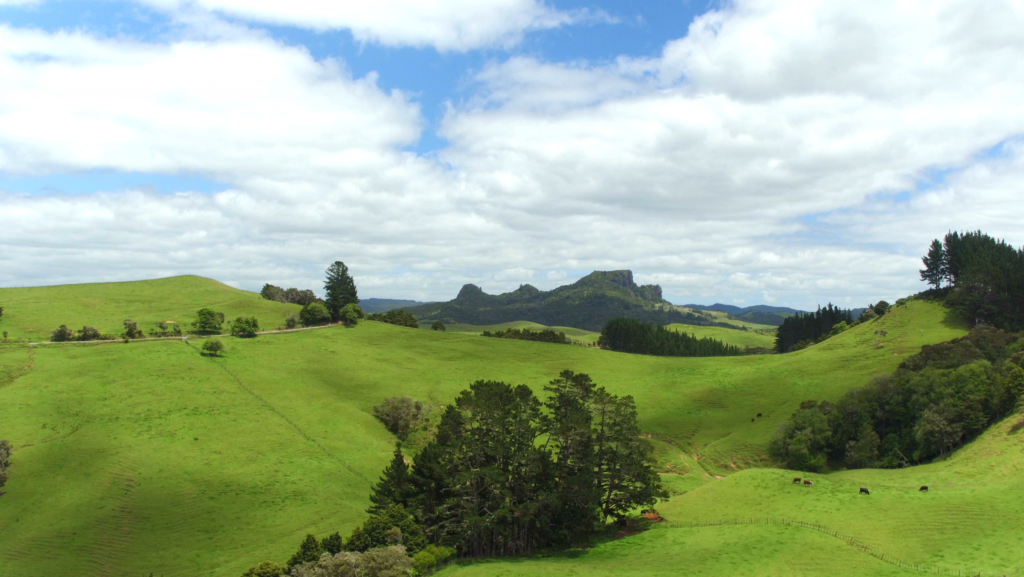 Northland - New Zealand Grazing Company