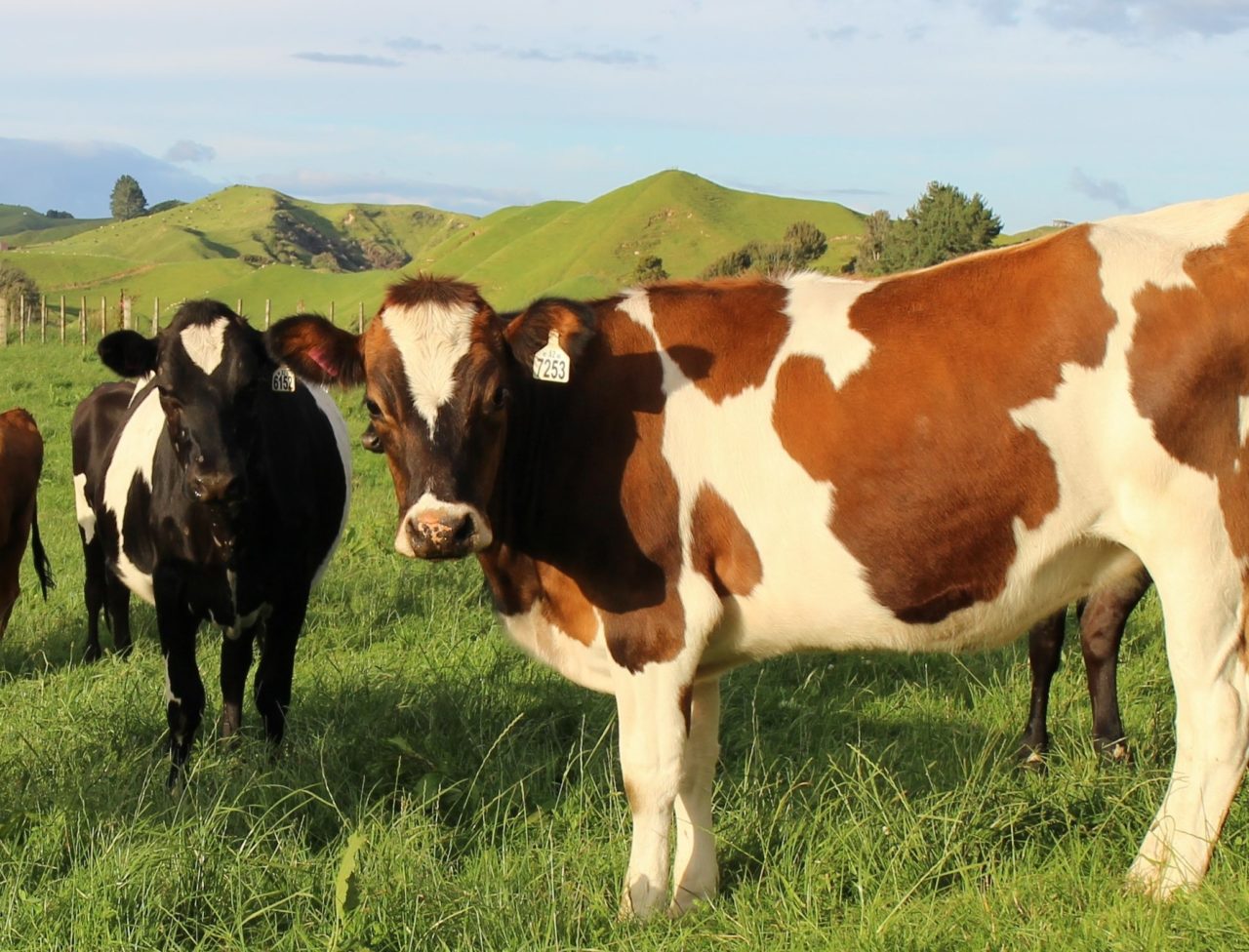 Case Study - Halden - New Zealand Grazing Company Waikato heifer owners