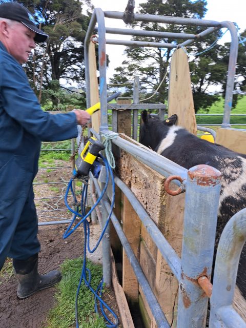 Service Bull Management - New Zealand Grazing Company