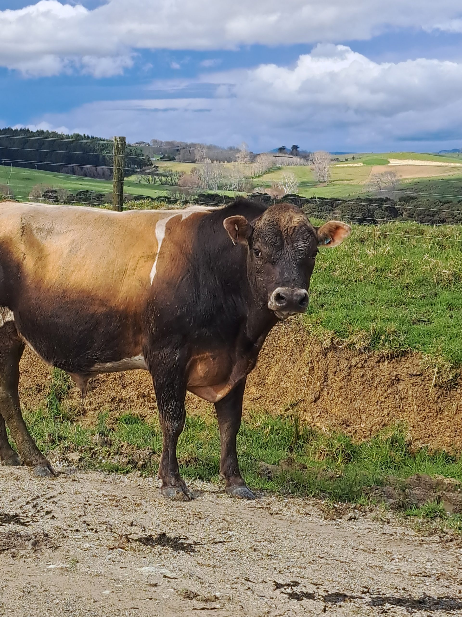 Service Bull Management - New Zealand Grazing