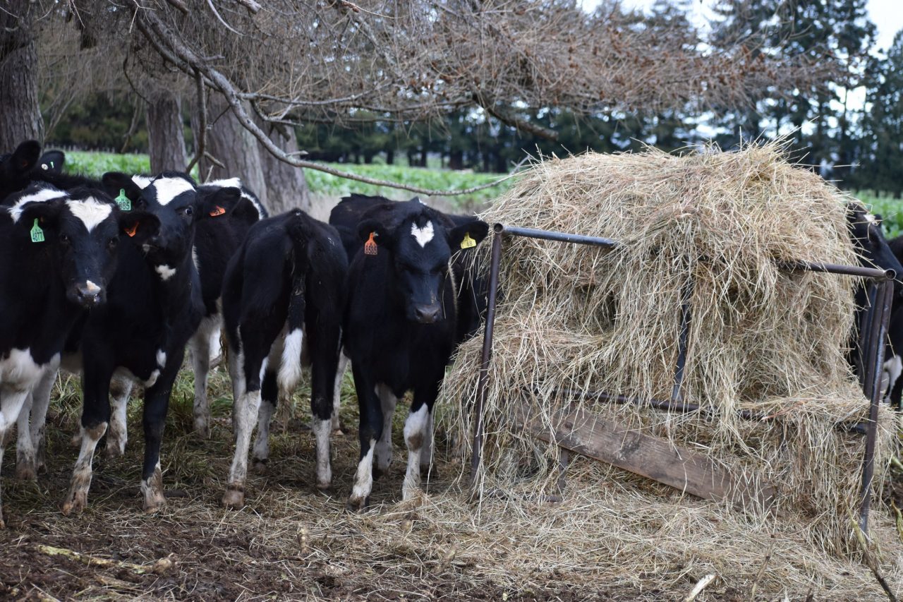 Is The Cost of Grazing Going Up? - New Zealand Grazing Company