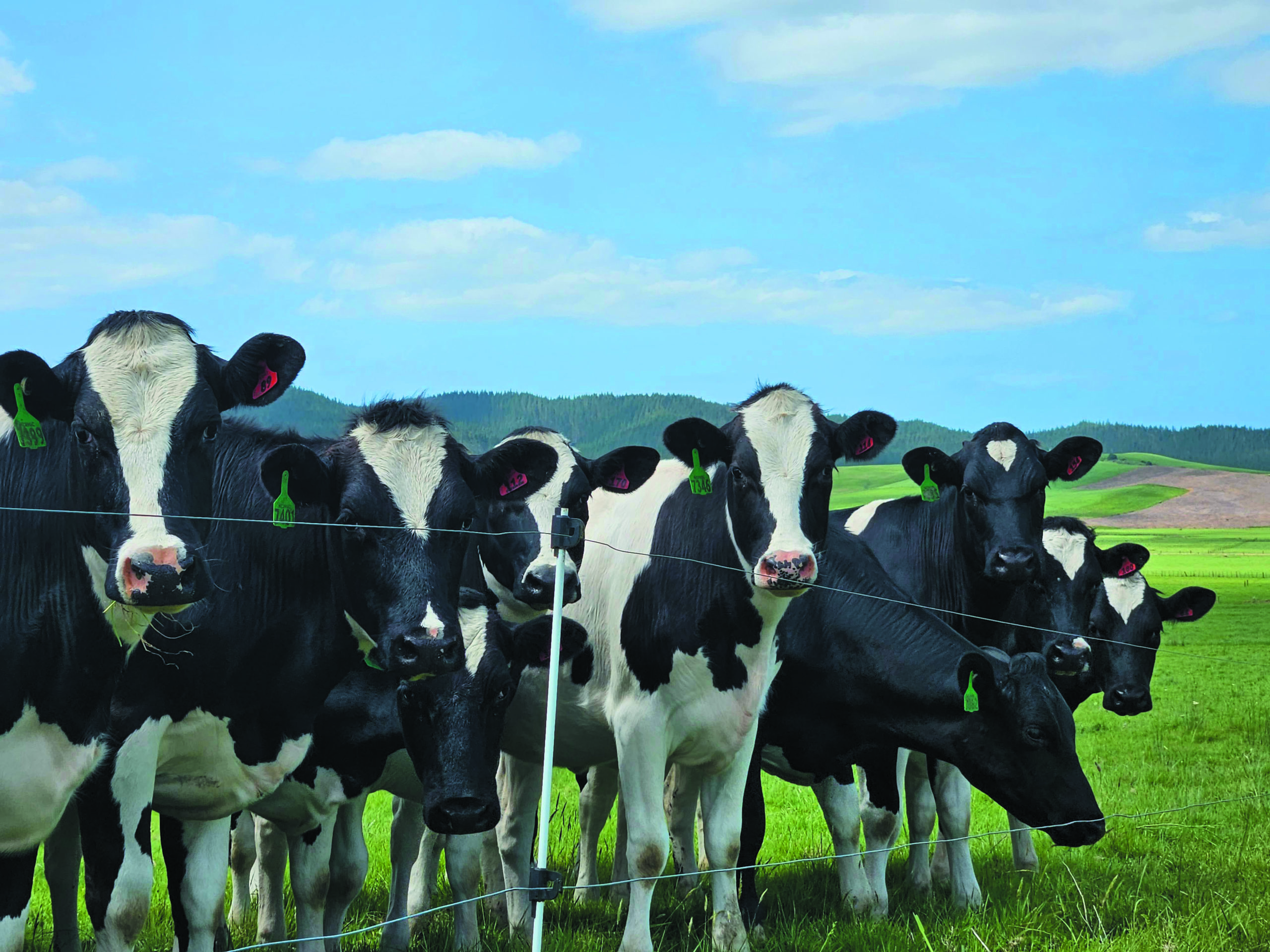Spring Calving on a New Zealand Dairy Farm - New Zealand Grazing Company